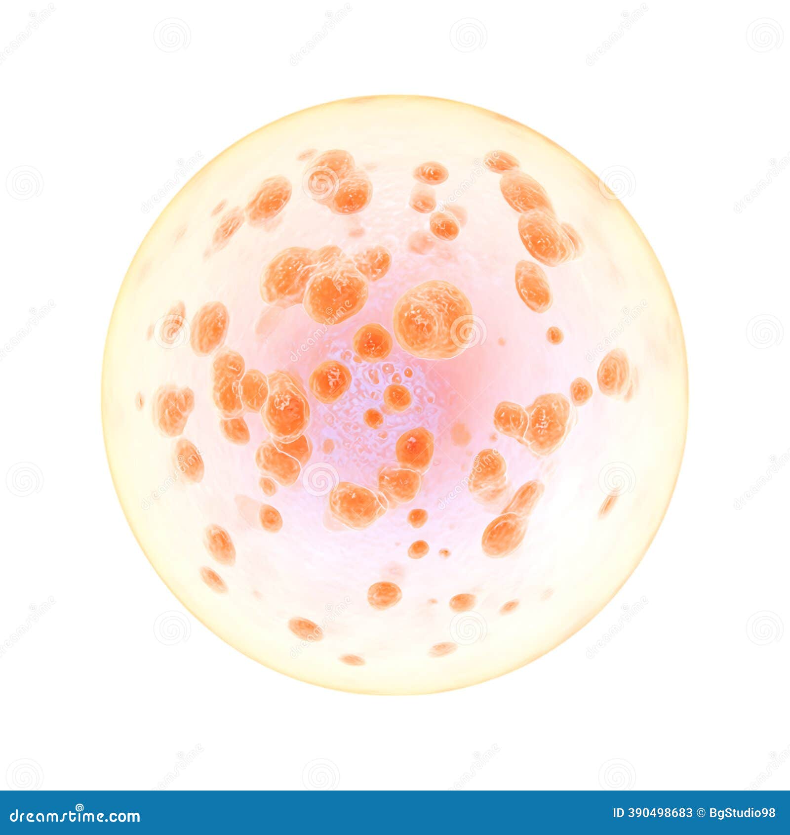 Microscopic Vesicles Magnified Show Thin Lipid Bilayer Structure. Mini ...