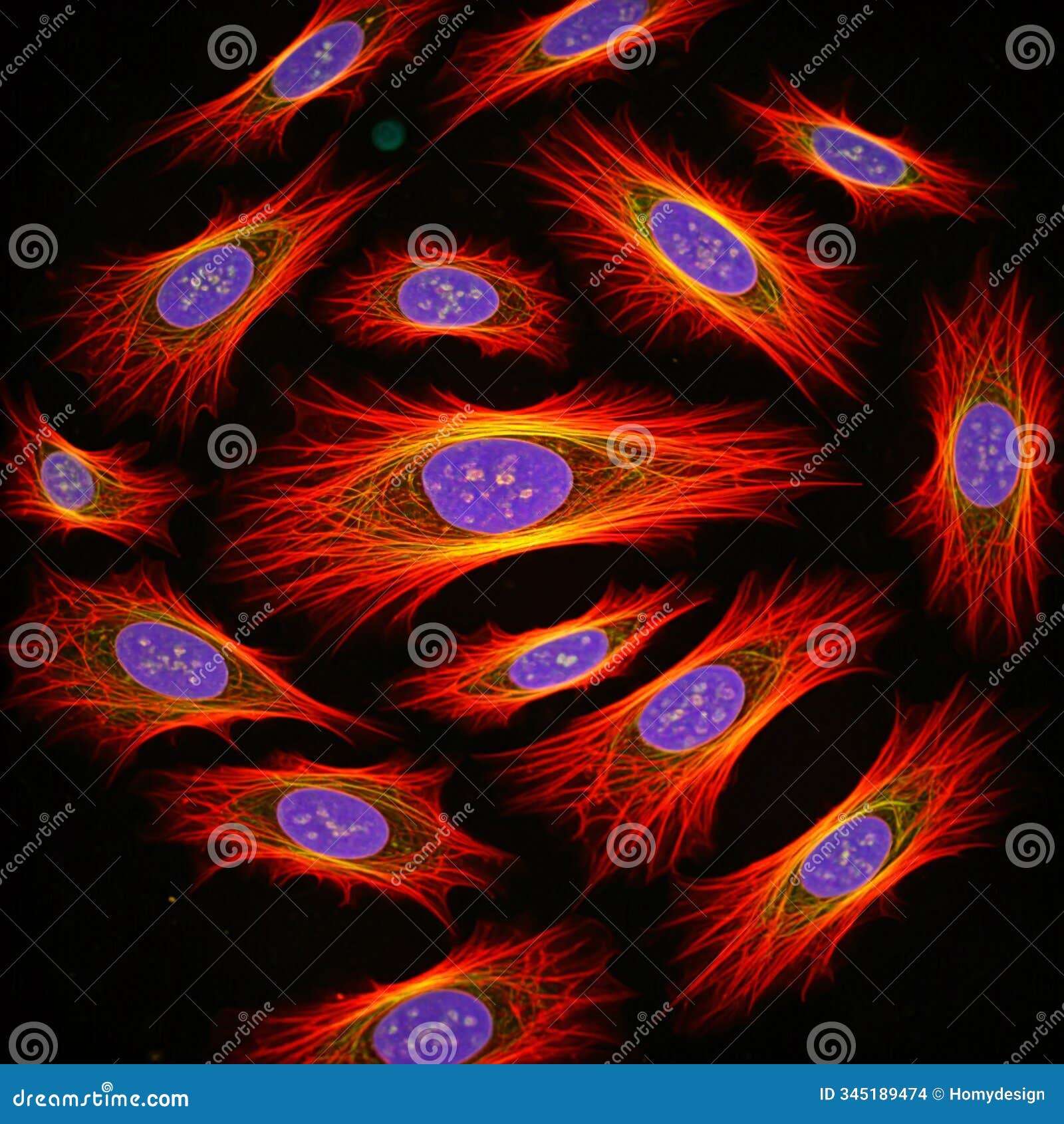 A Microscopic View of Cells with Intricate Structures, Likely Stained ...