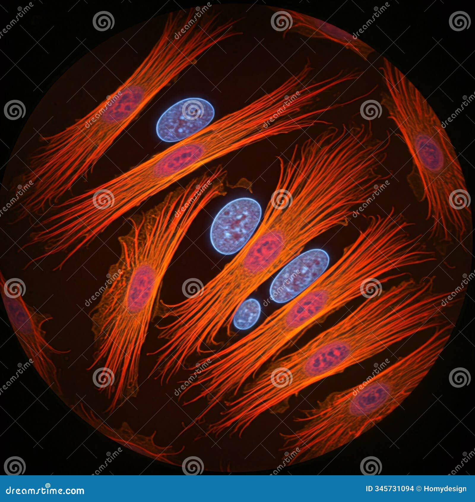 Microscopic View of Cells with Intricate Structures, Likely Stained for ...