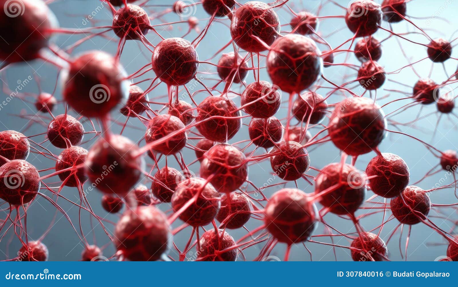 Microscopic View of a Cluster of Red Cells with Thin Red Filaments ...