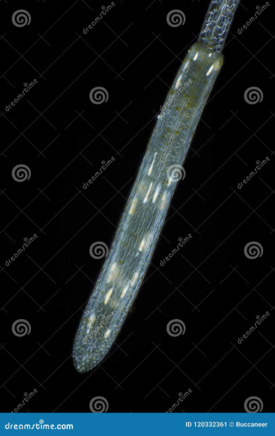 Microscopic View of Common Duckweed Lemna Minor Root Tip in Po Stock ...