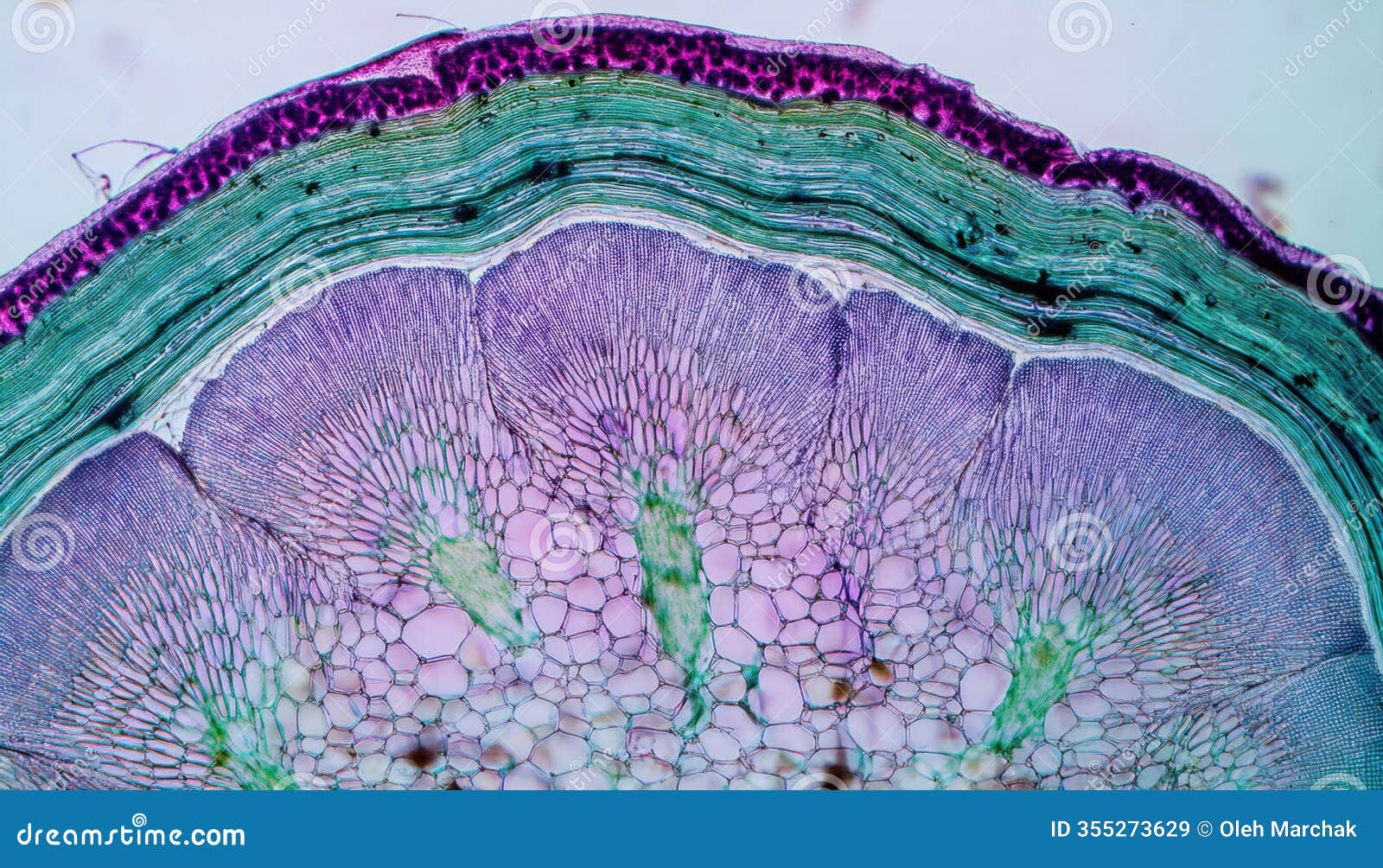 Microscopic View of a Cross-section Showing Tissue Structure in Plant ...