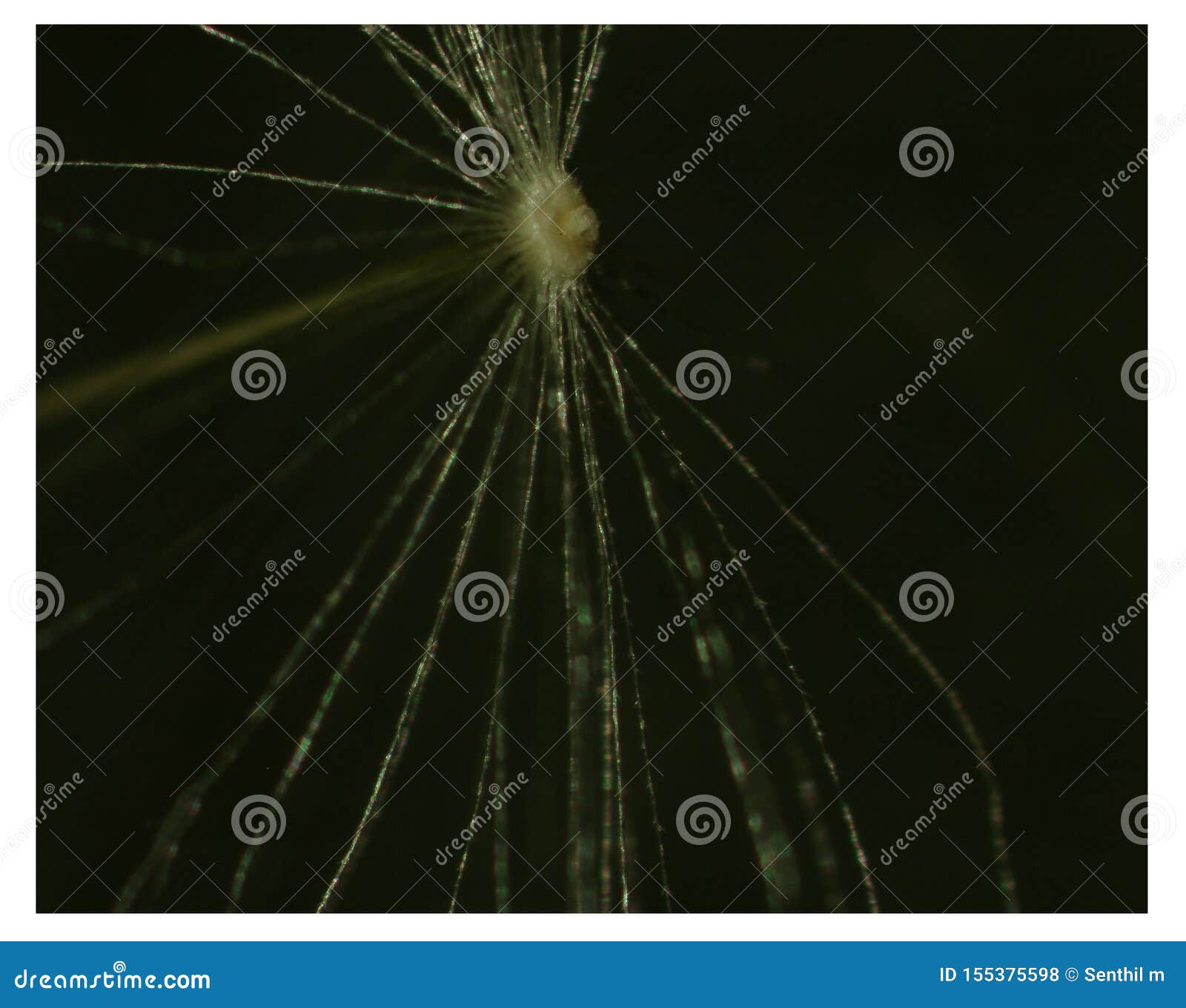 Microscopic Details of Dandelion Stock Photo - Image of structure ...