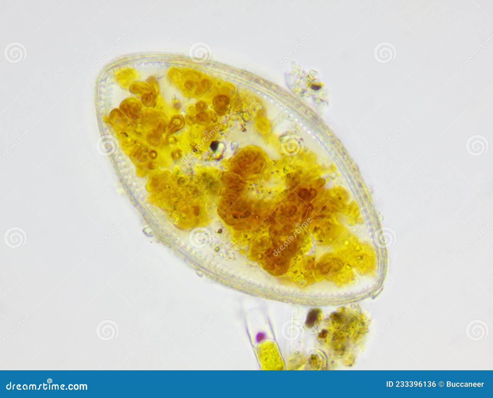 Microscopic View Of Testate Amoeba Arcella Shell With Visible Some Of ...