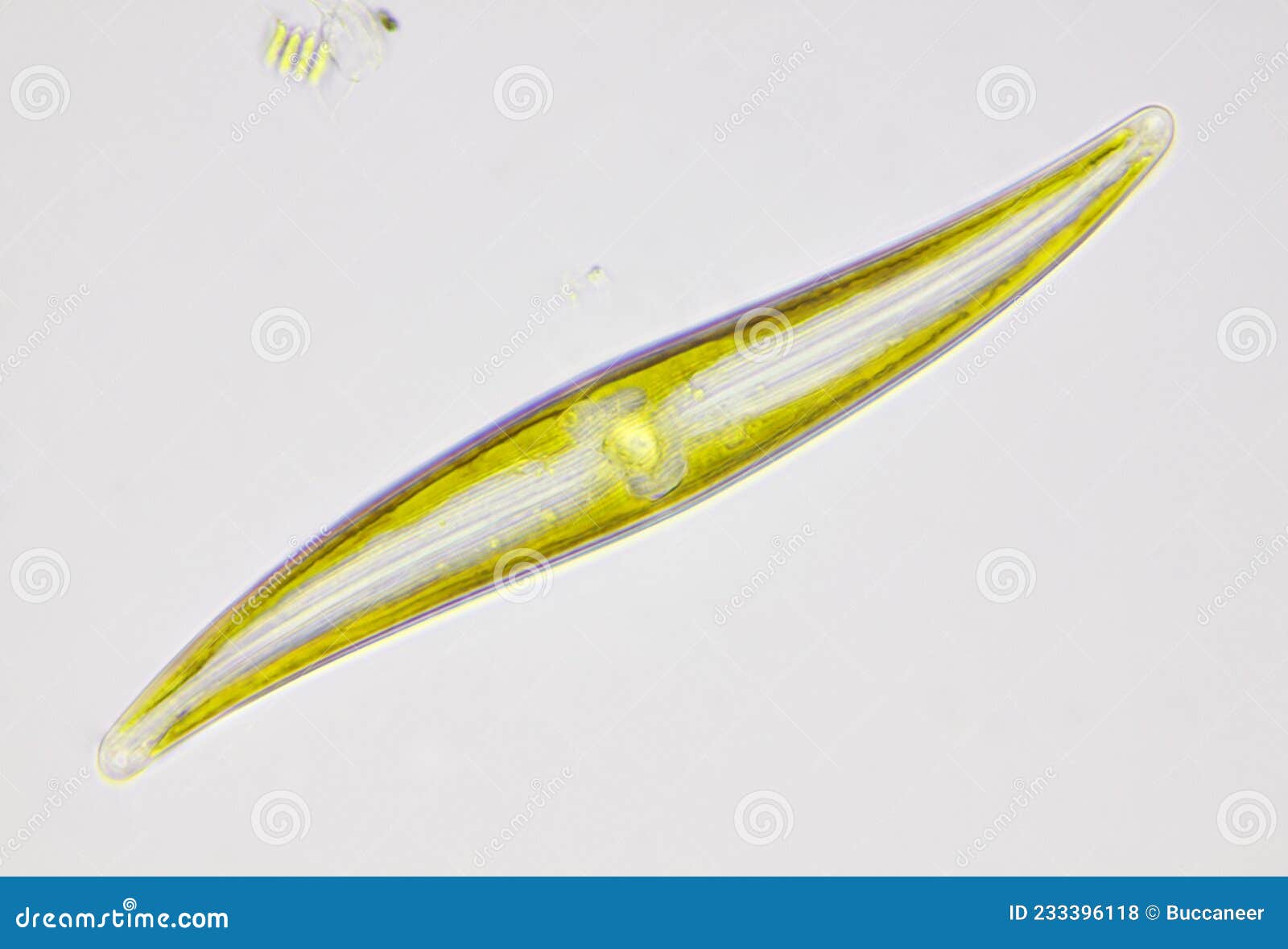 Microscopic View of a Diatom Gyrosigma Stock Photo - Image of science ...