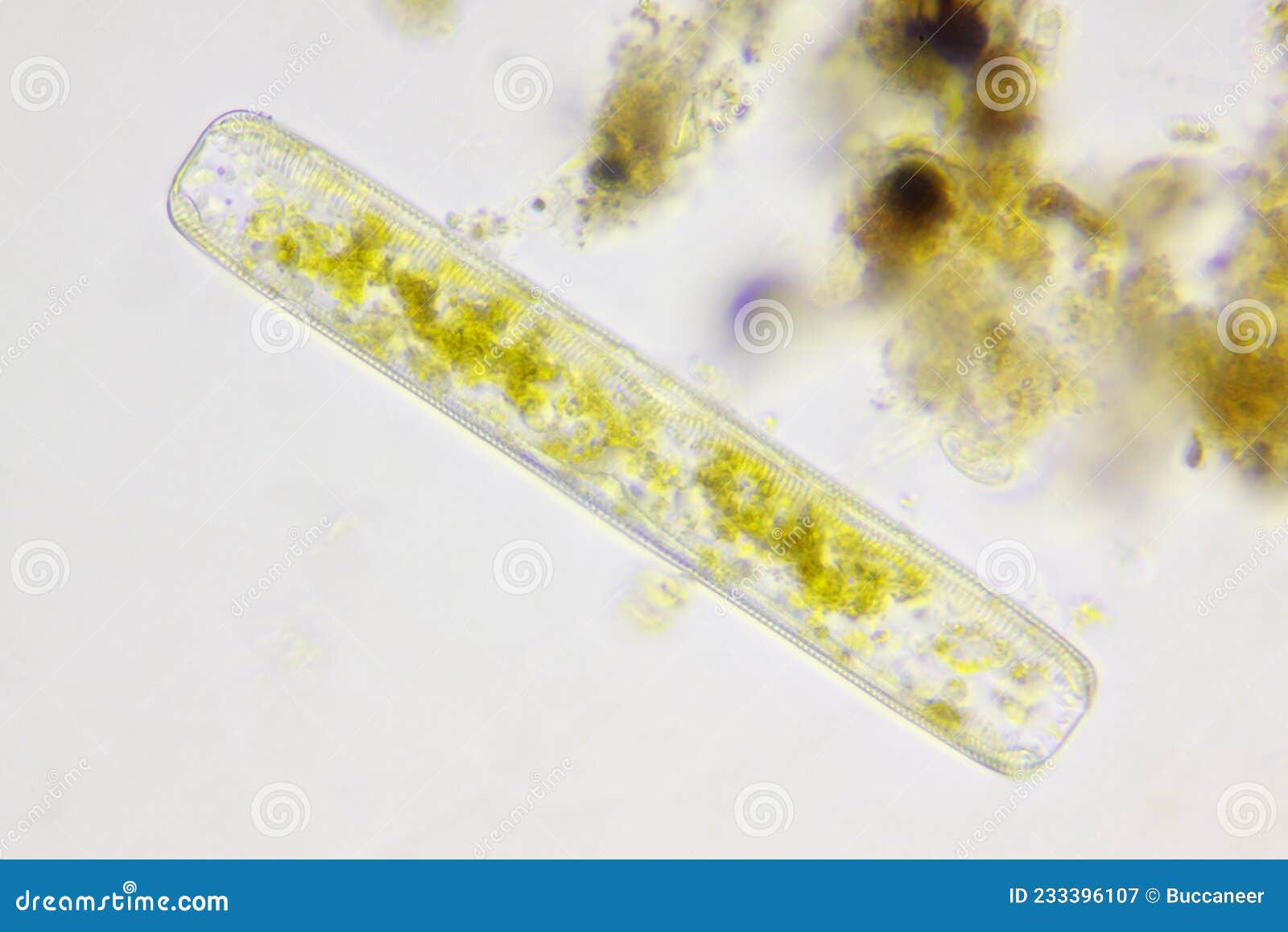 Navicula Stock Photos - Free & Royalty-Free Stock Photos from Dreamstime