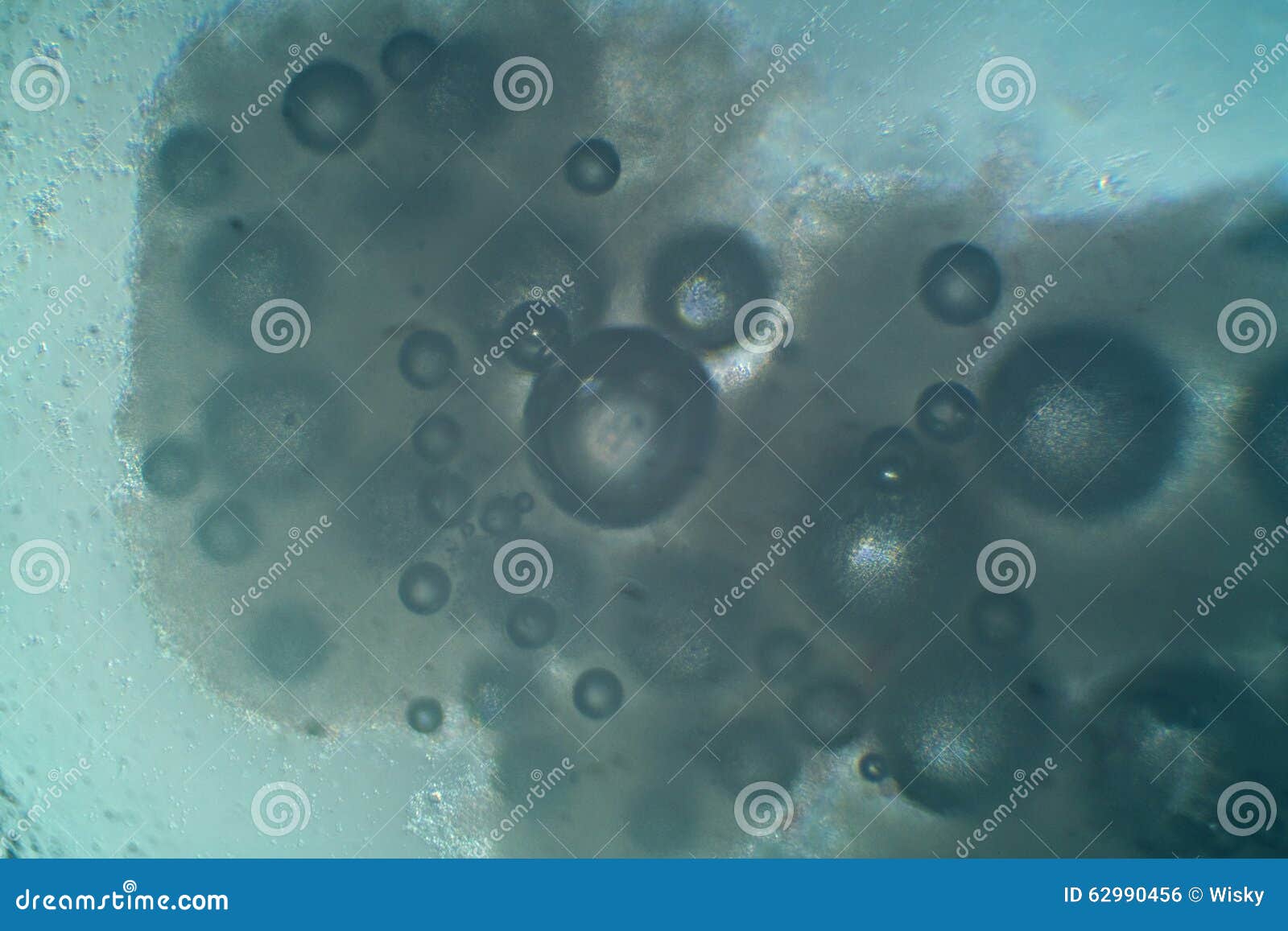 Microscopic Bacteria In Water