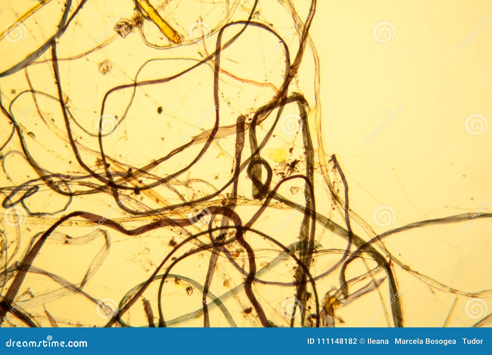 Microscopic view of dust stock photo. Image of background - 111148182