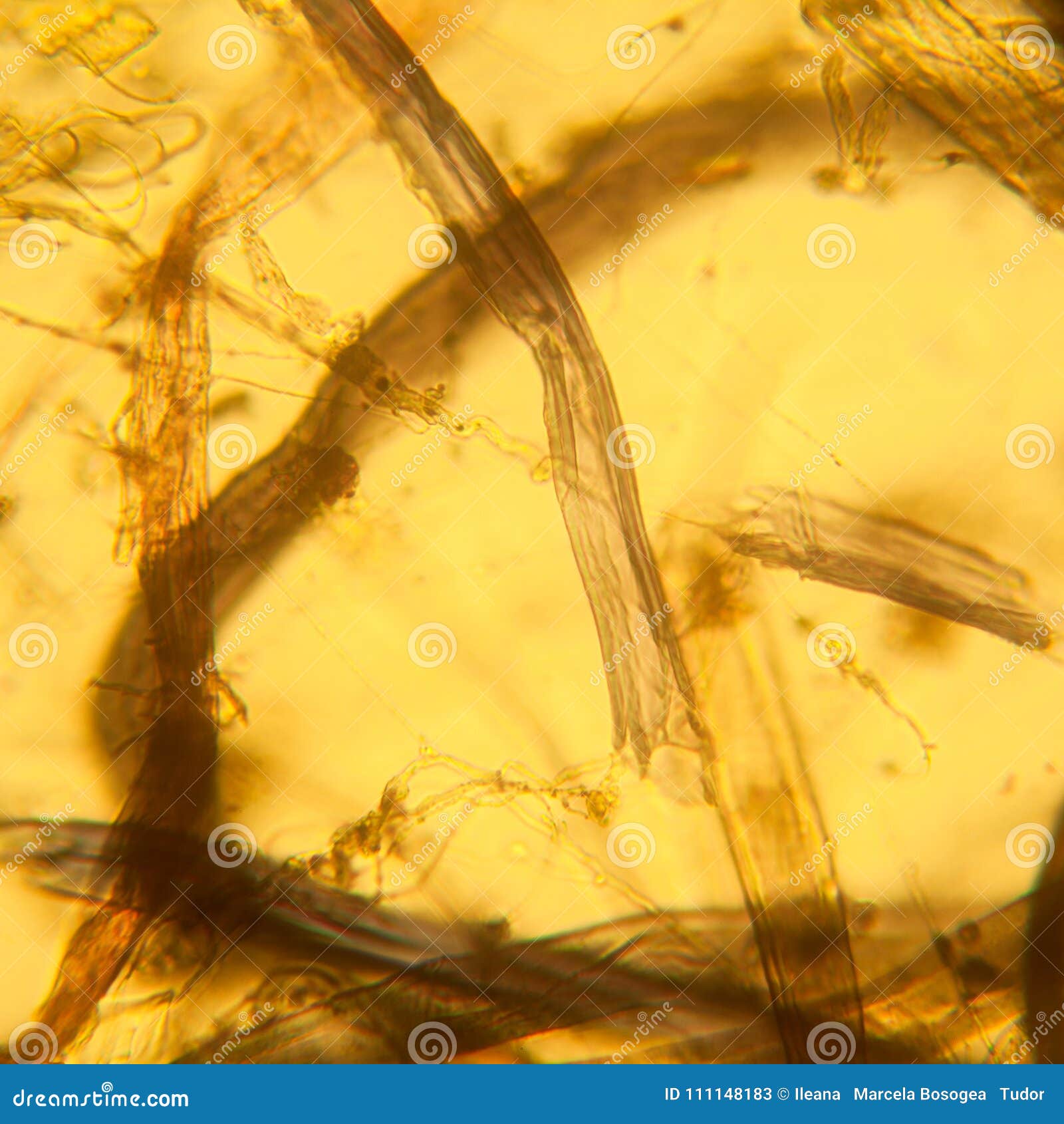 Microscopic view of dust stock image. Image of science - 111148183
