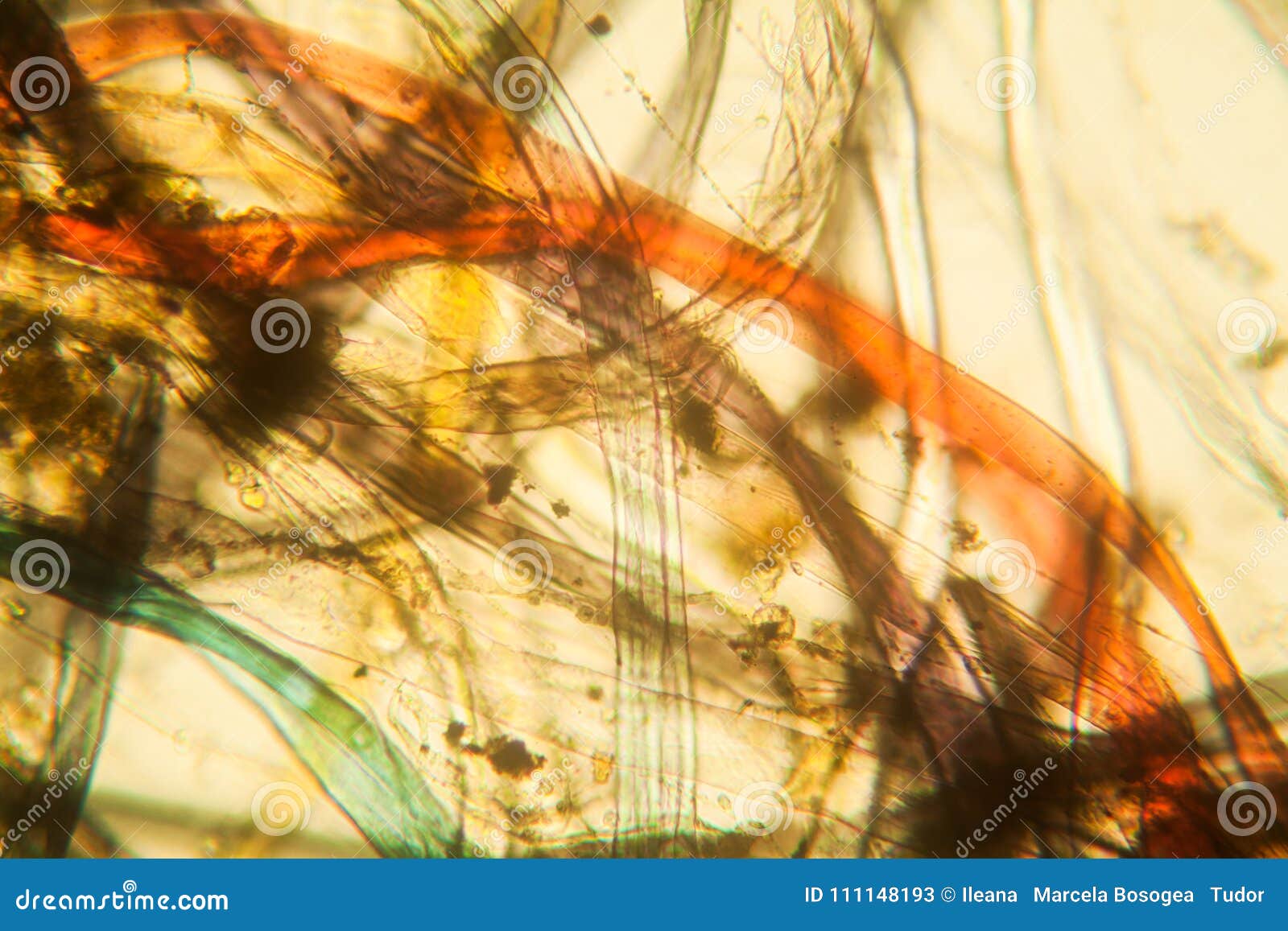 Microscopic view of dust stock image. Image of dust - 111148193