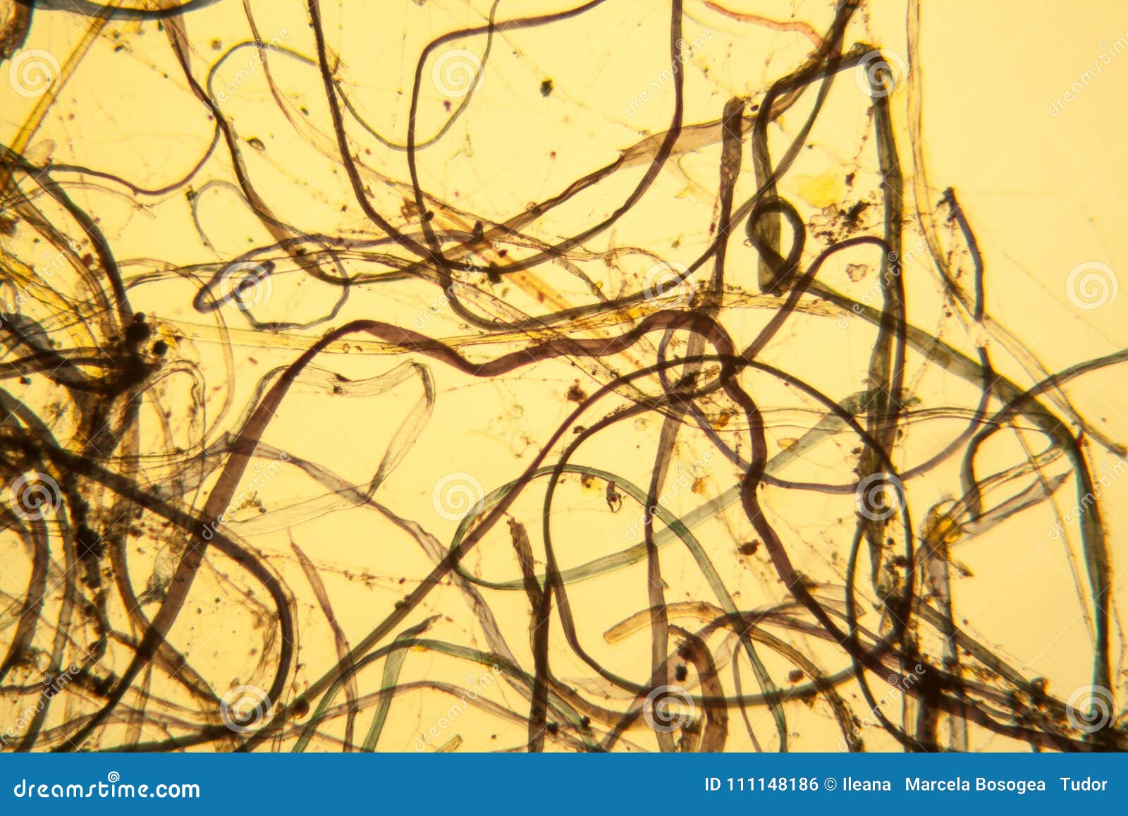 Microscopic view of dust stock photo. Image of pollen - 111148186