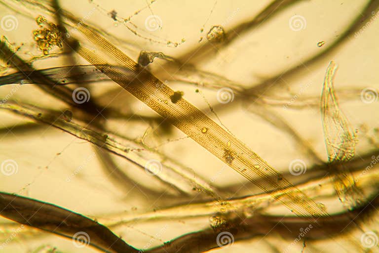 Microscopic view of dust stock photo. Image of beautiful - 111148194