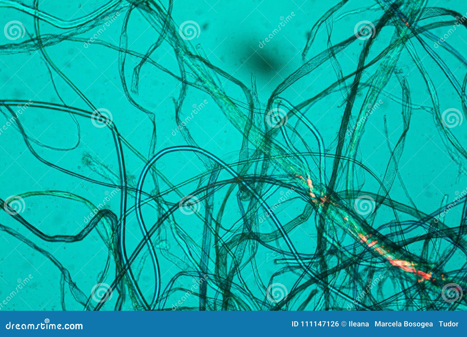 Microscopic view of dust stock photo. Image of microscopic - 111147126