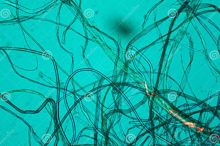 Microscopic view of dust stock photo. Image of microscopic - 111147126