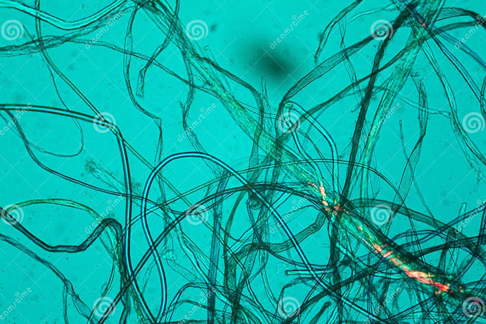 Microscopic view of dust stock photo. Image of microscopic - 111147126