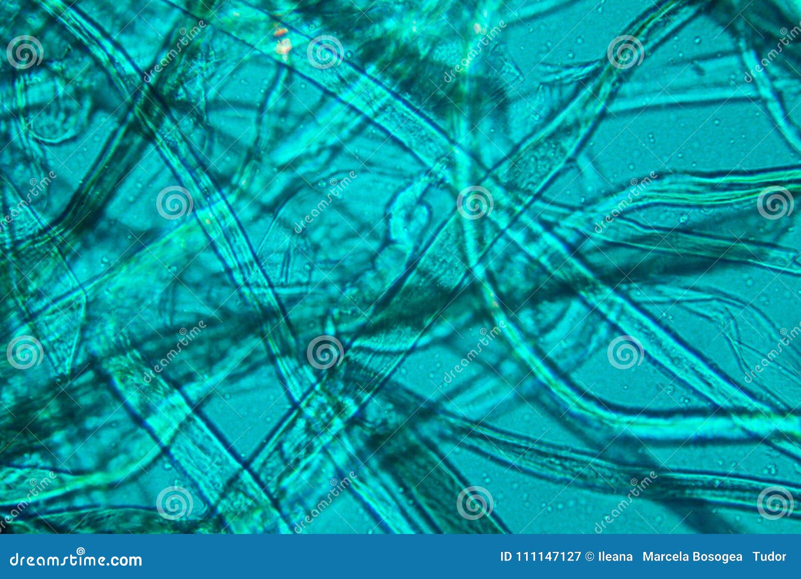 Microscopic view of dust stock image. Image of close - 111147127