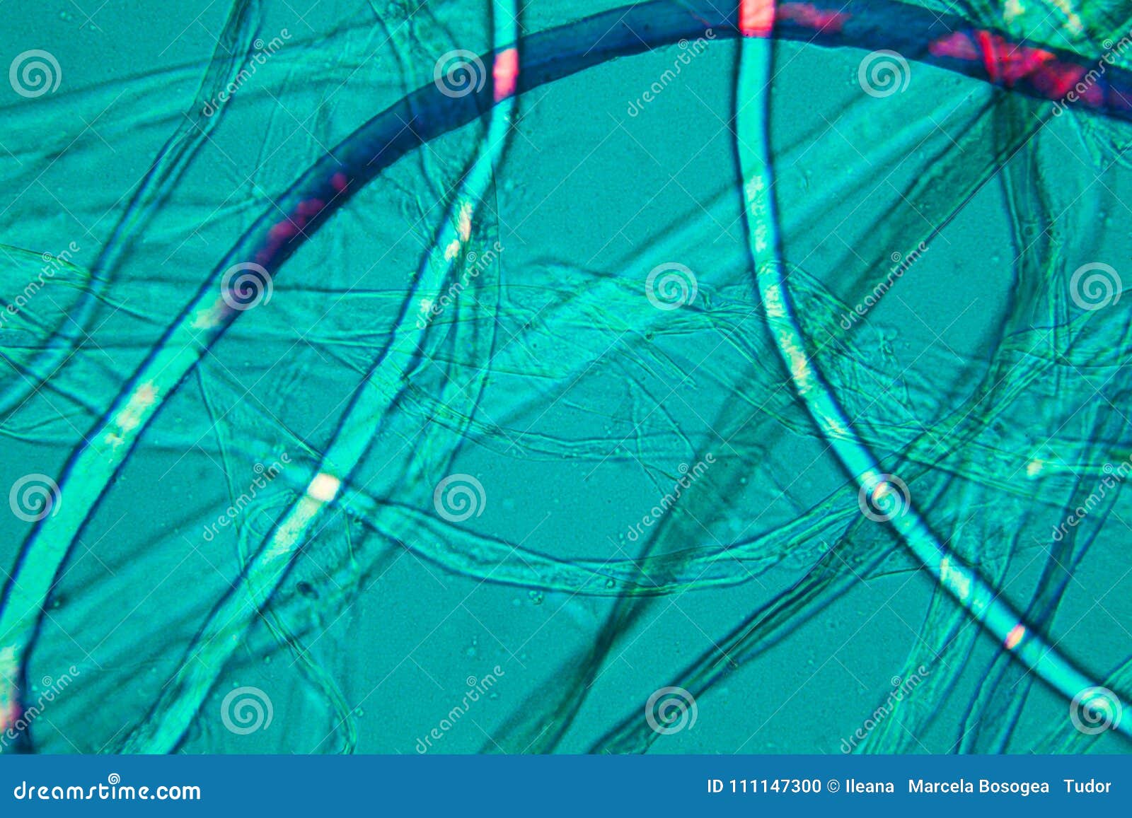 Microscopic view of dust stock photo. Image of microscopy - 111147300