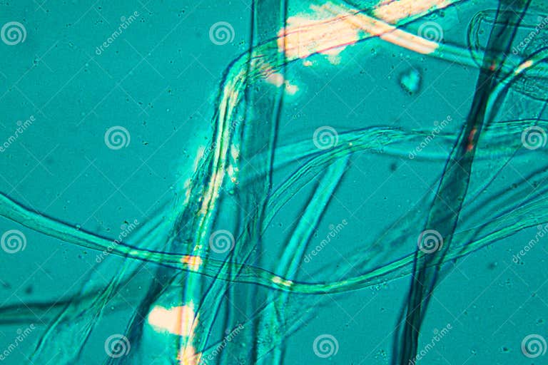 Microscopic view of dust stock image. Image of closeup - 111147301