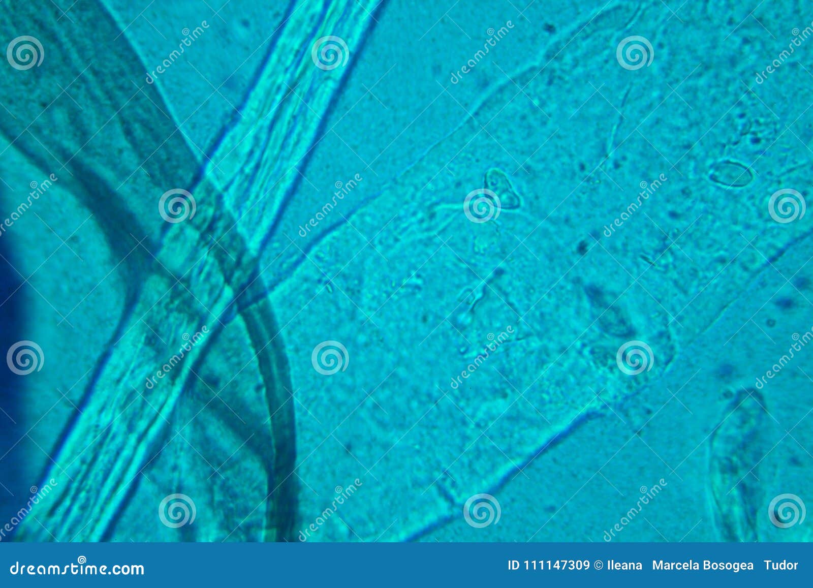 Microscopic view of dust stock image. Image of small - 111147309