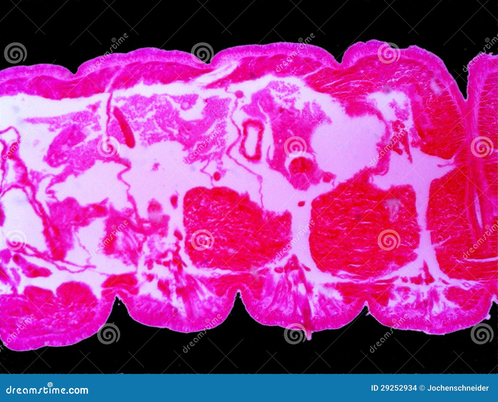 Earthworm stock photo. Image of animal, invisible, microscopic - 29252934