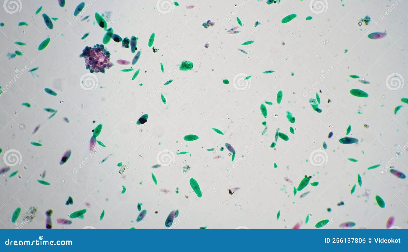 Chlamydomonas Microscope 100x