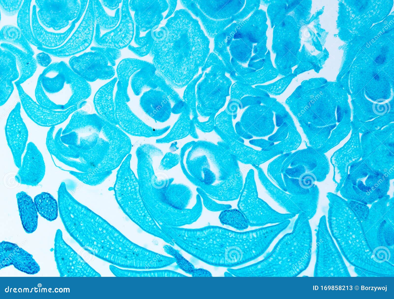 Microscopic View Of Ficus Carica Fruit Stock Image | CartoonDealer.com ...
