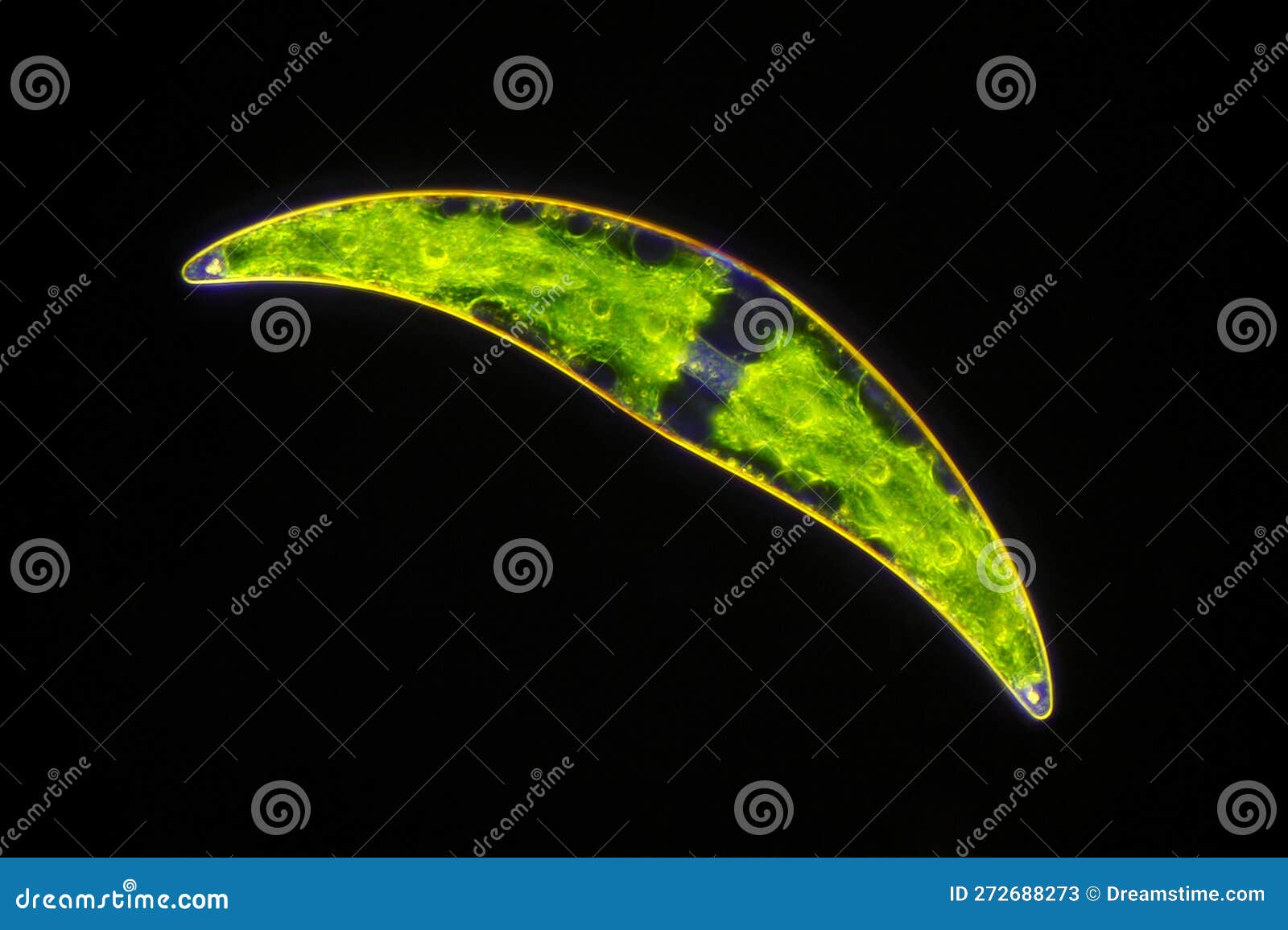 Microscopic View of Freshwater Single-celled Green Algae (Closterium ...