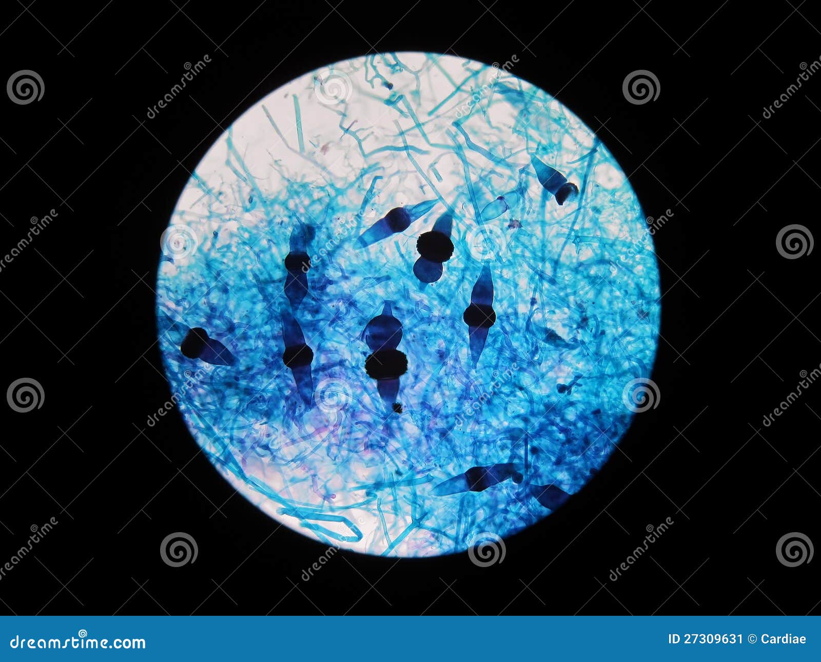 Microscopic Images Of Fungi