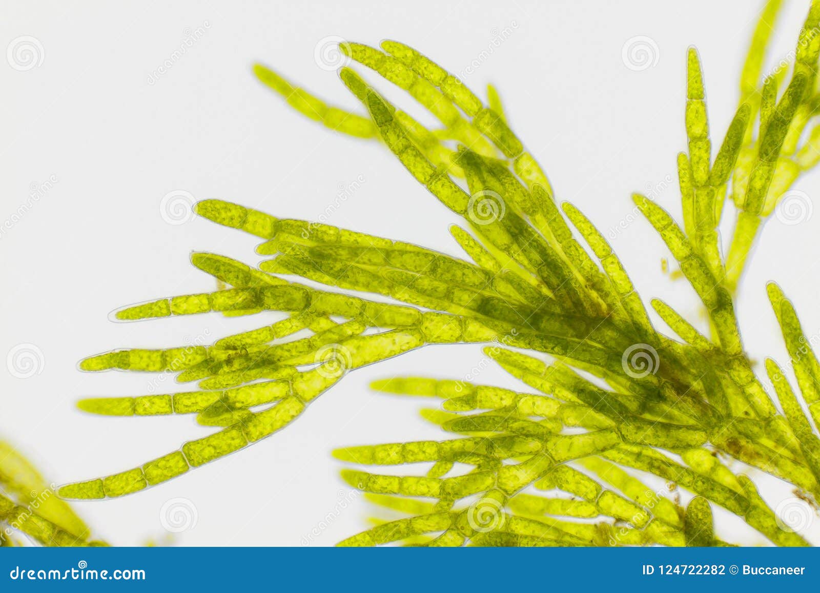 Microscopic View of Green Algae Cladophora Stock Photo - Image of algae ...