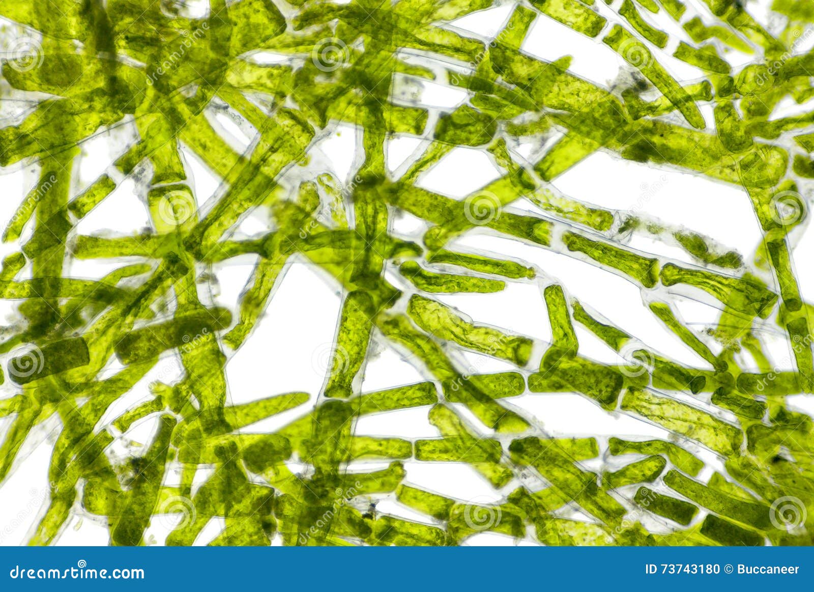 Green Algae Or Pond Scum, Cyanobacteria Harmful Algae. Royalty-Free ...