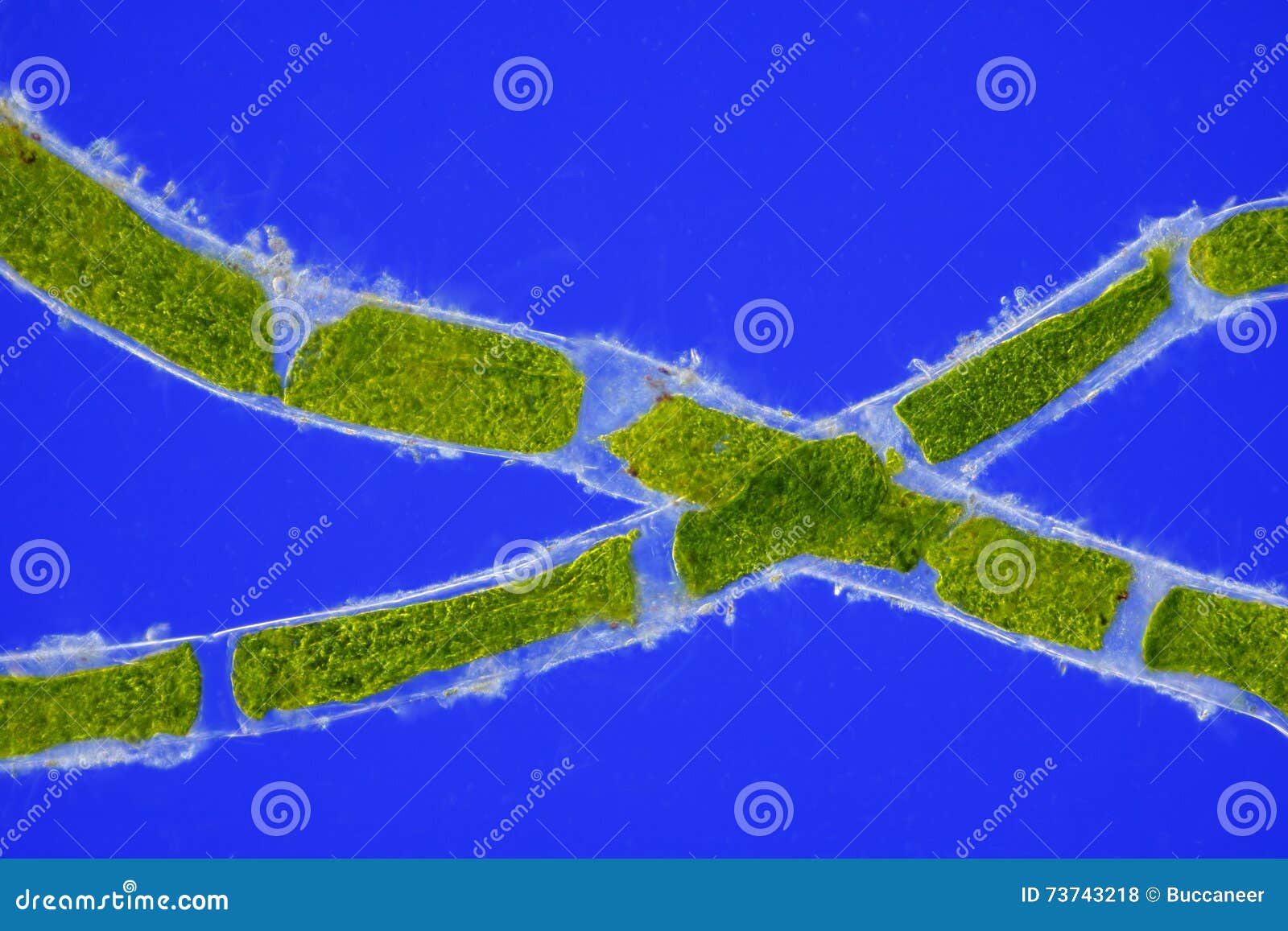 Microscopic View Of Green Algae (Cladophora) Cells Stock Photography ...