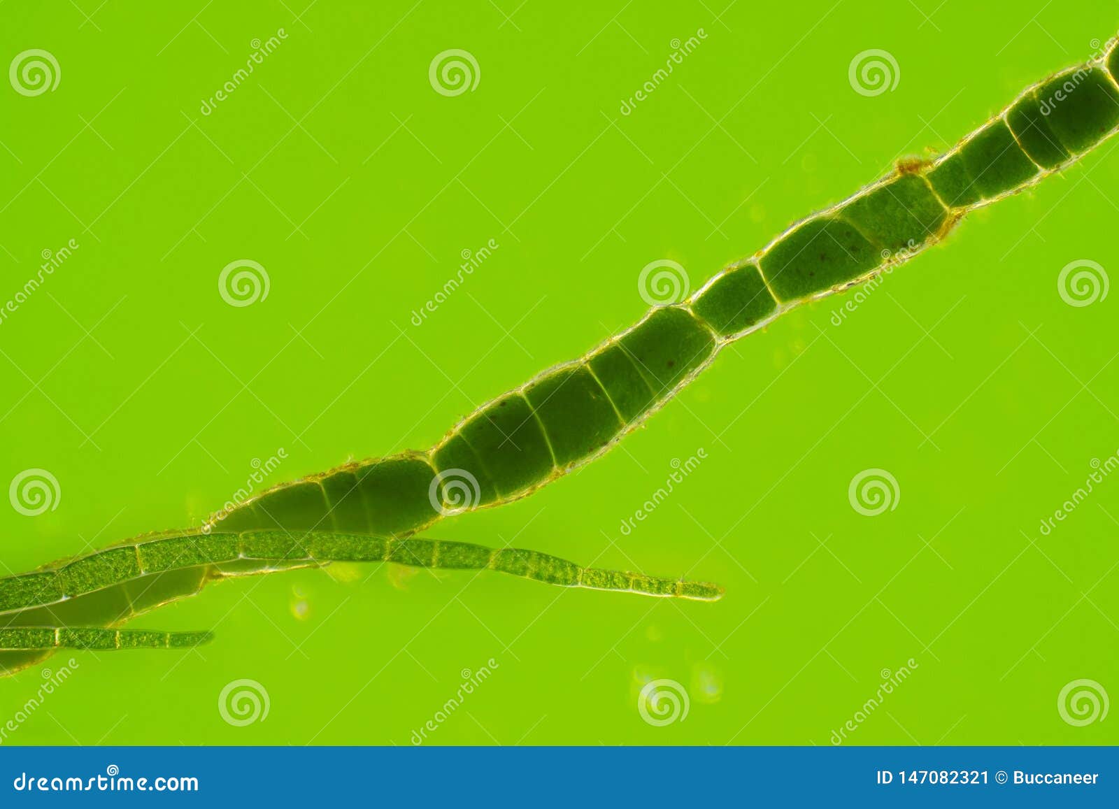 Microscopic View of Green Algae Cladophora Filaments Stock Image ...