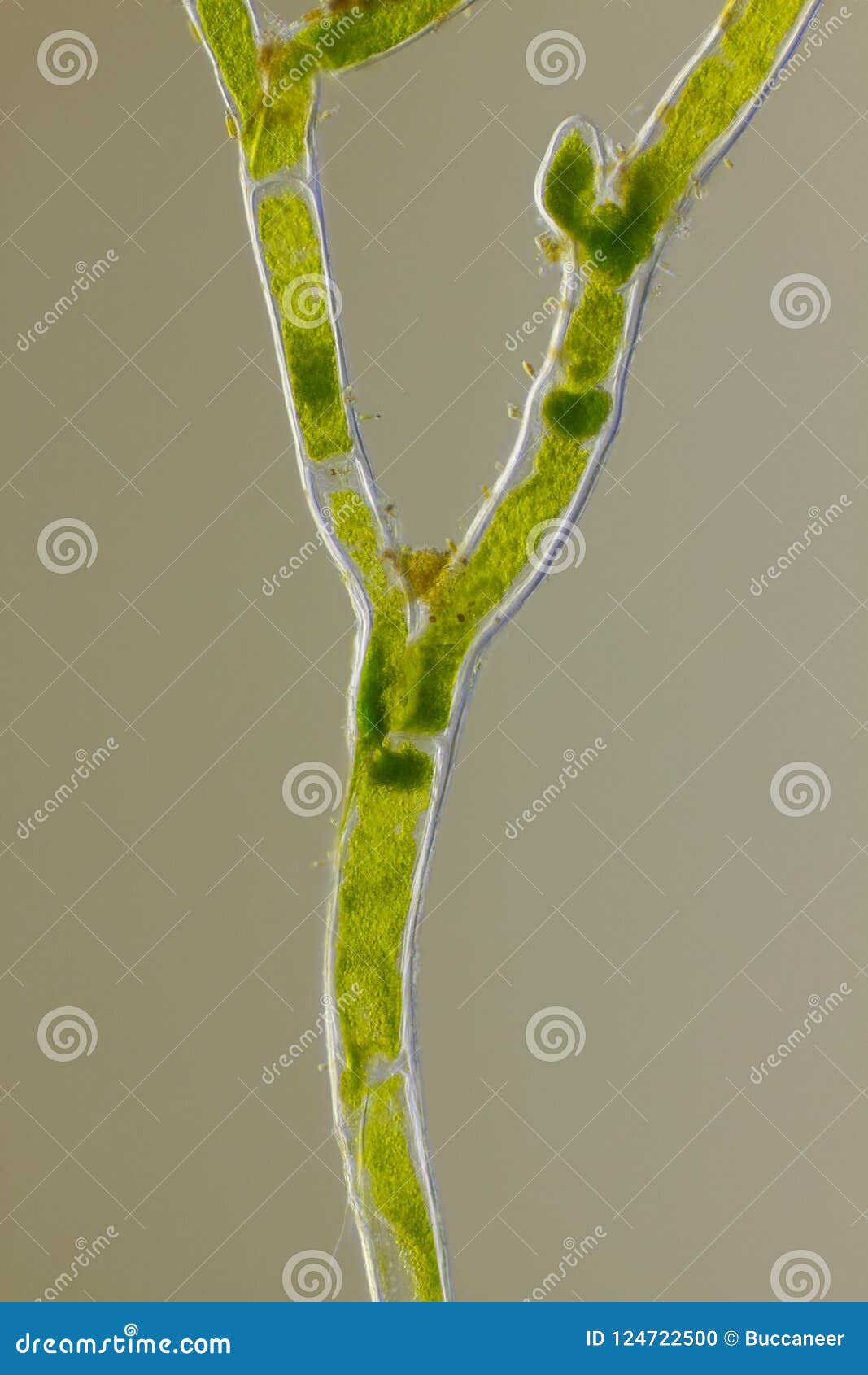 Cladophora Algae Cell