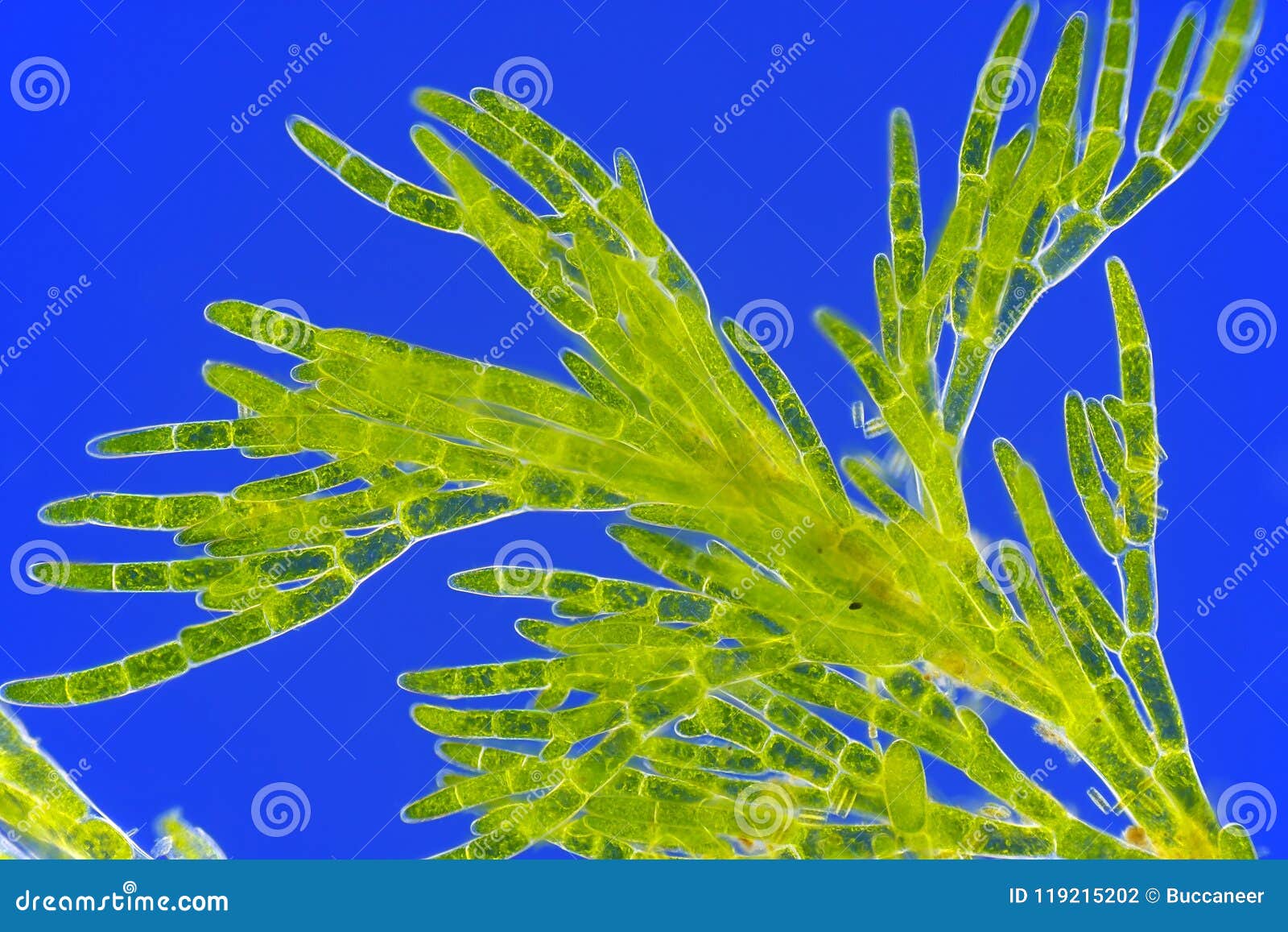 Microscopic View of Green Algae Cladophora Stock Photo - Image of light ...