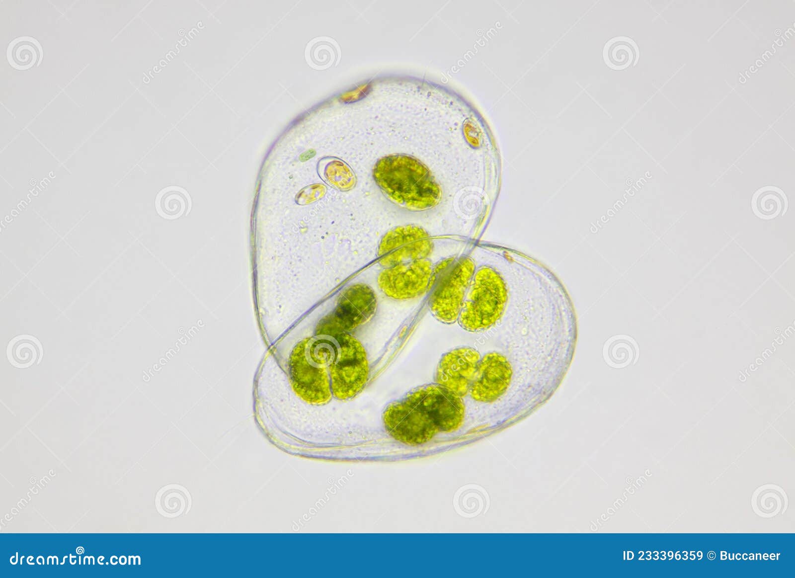 Microscopic View of Green Algae Cosmarium Inside Empty Ostracod Shell ...