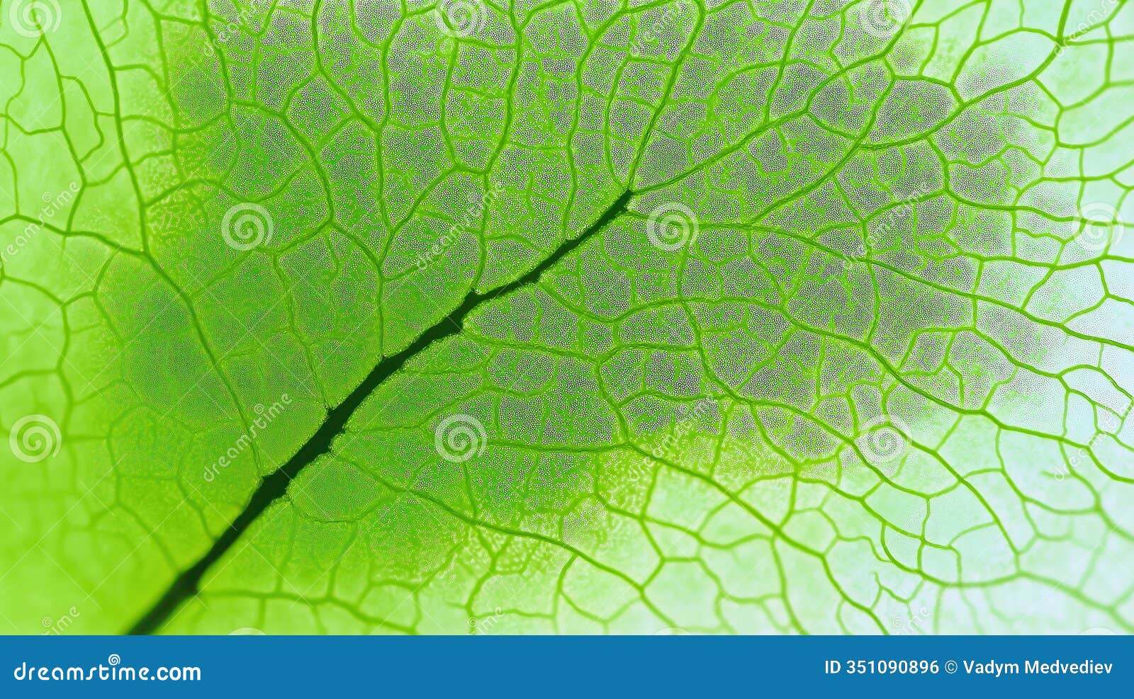 Microscopic View of Green Algae. Detailed Structure of Algae Under High ...