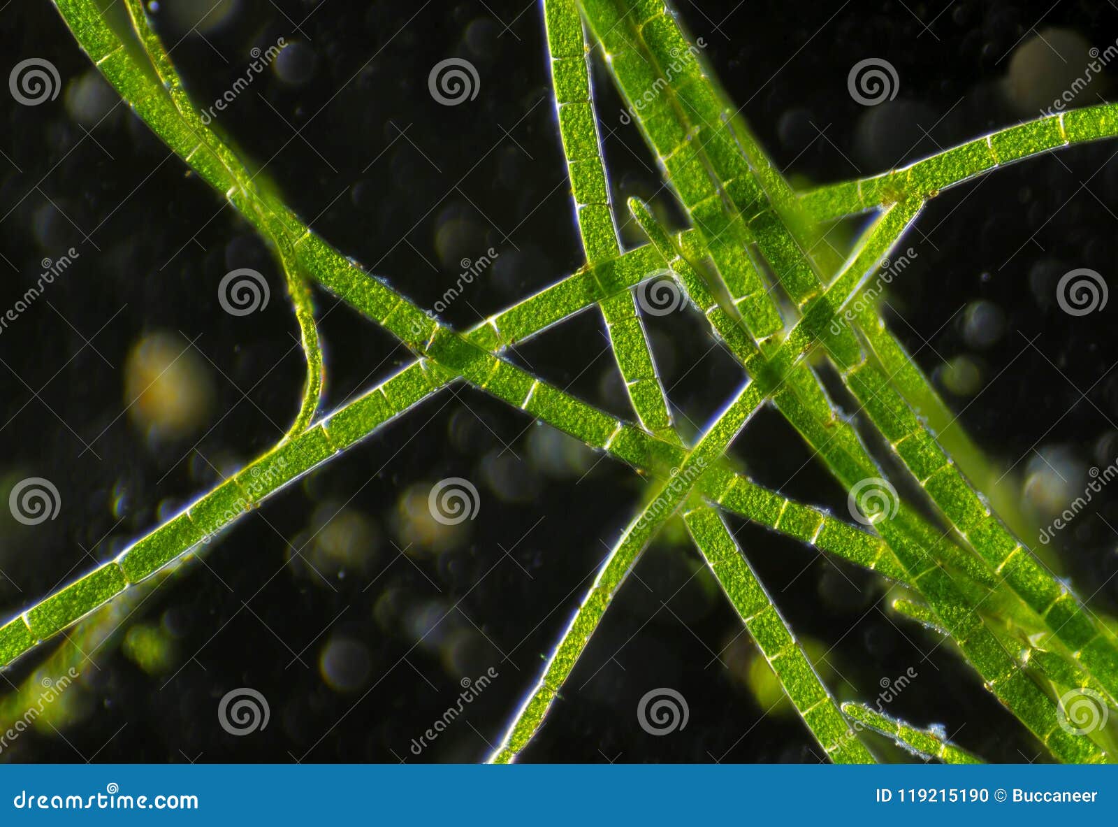 Microscopic View of Green Algae Plants Stock Photo - Image of cell ...