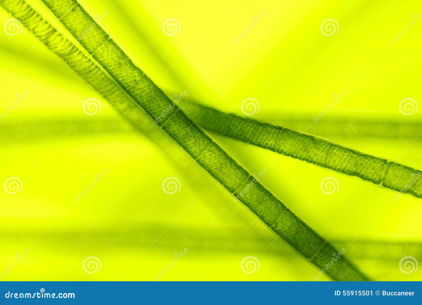 Microscopic View of Green Algae (Spirogyra) Stock Image - Image of ...