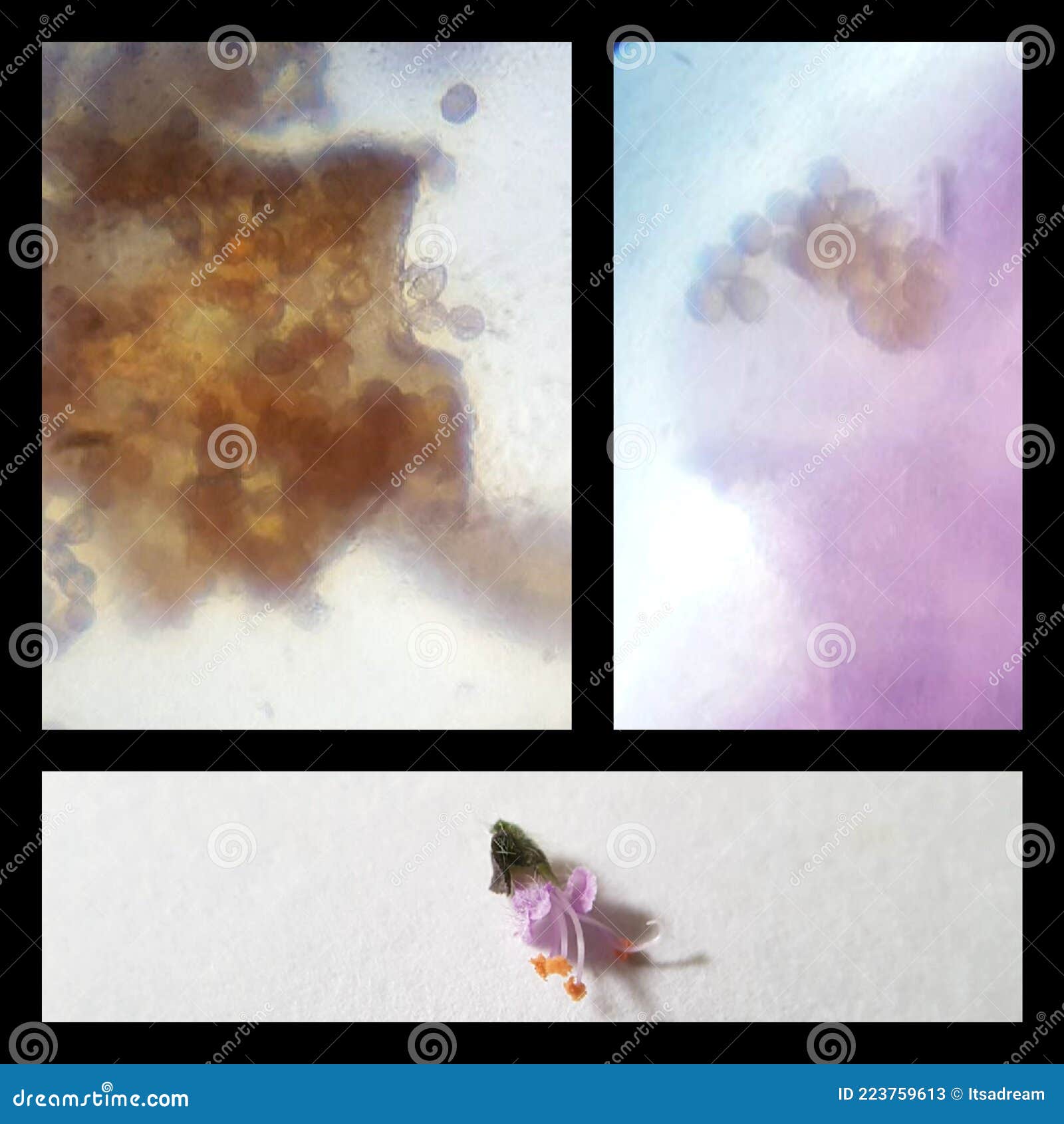 Microscopic View of Holy Basil Flower Stock Image - Image of pink ...