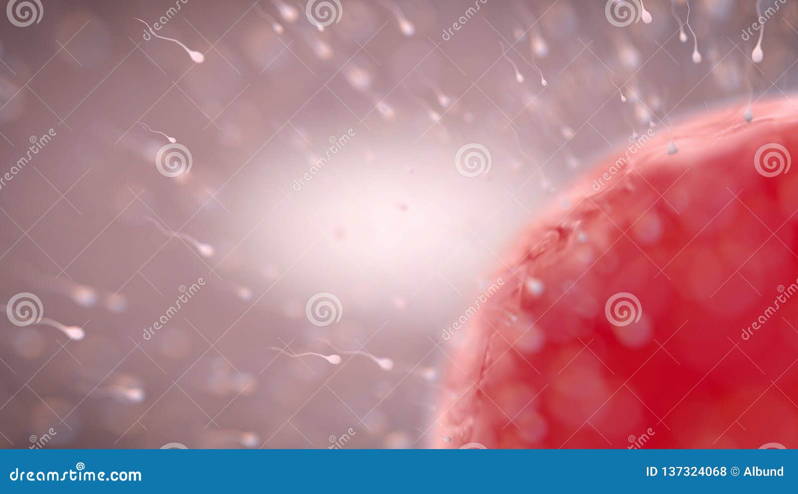 Sperm and Egg stock illustration. Illustration of cells - 137324068