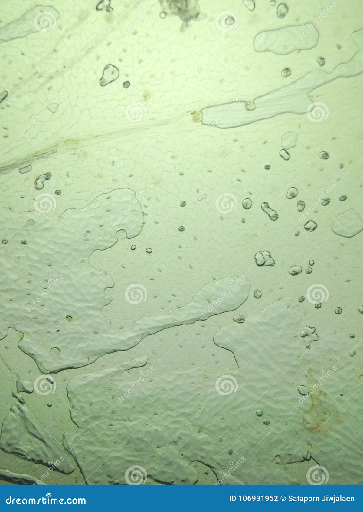 A Microscopic View of the Leaf Surface Stock Photo - Image of plate ...