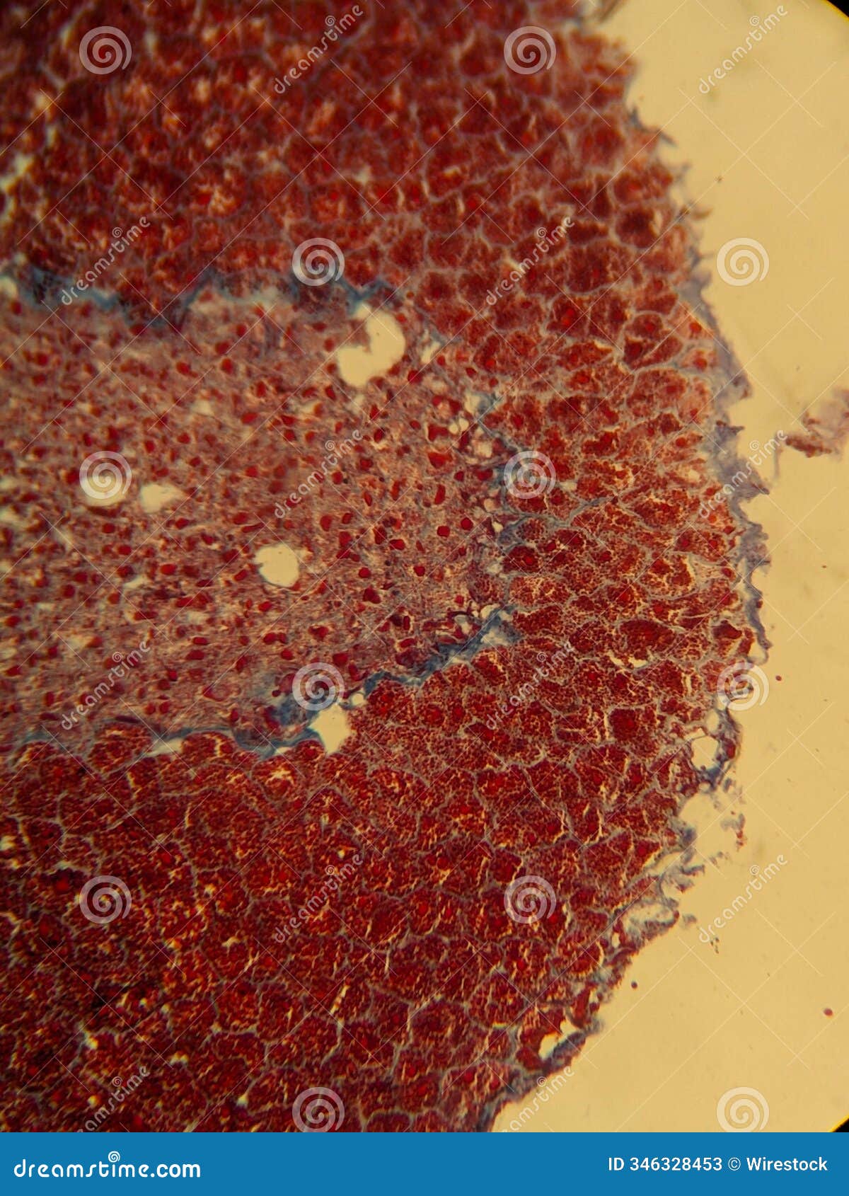 Microscopic View of Liver Tissue Stock Image - Image of research ...