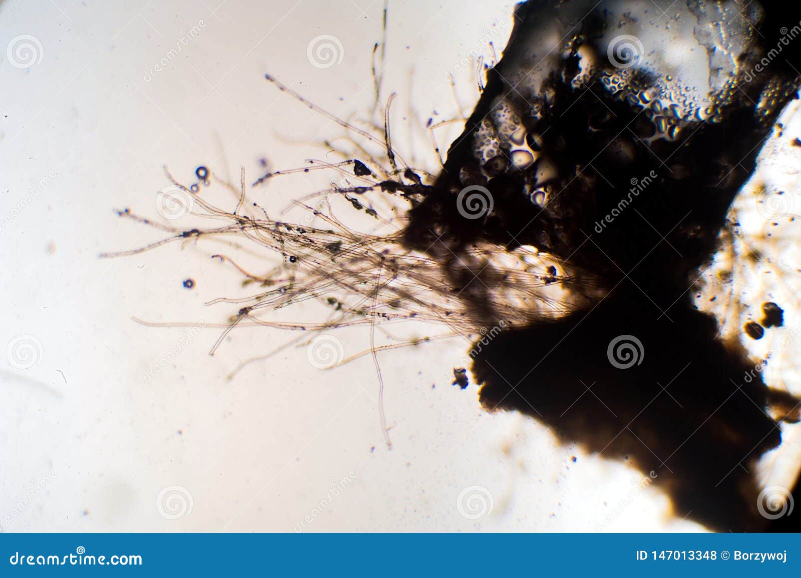 Microscopic view of mold stock photo. Image of aspergillus - 147013348