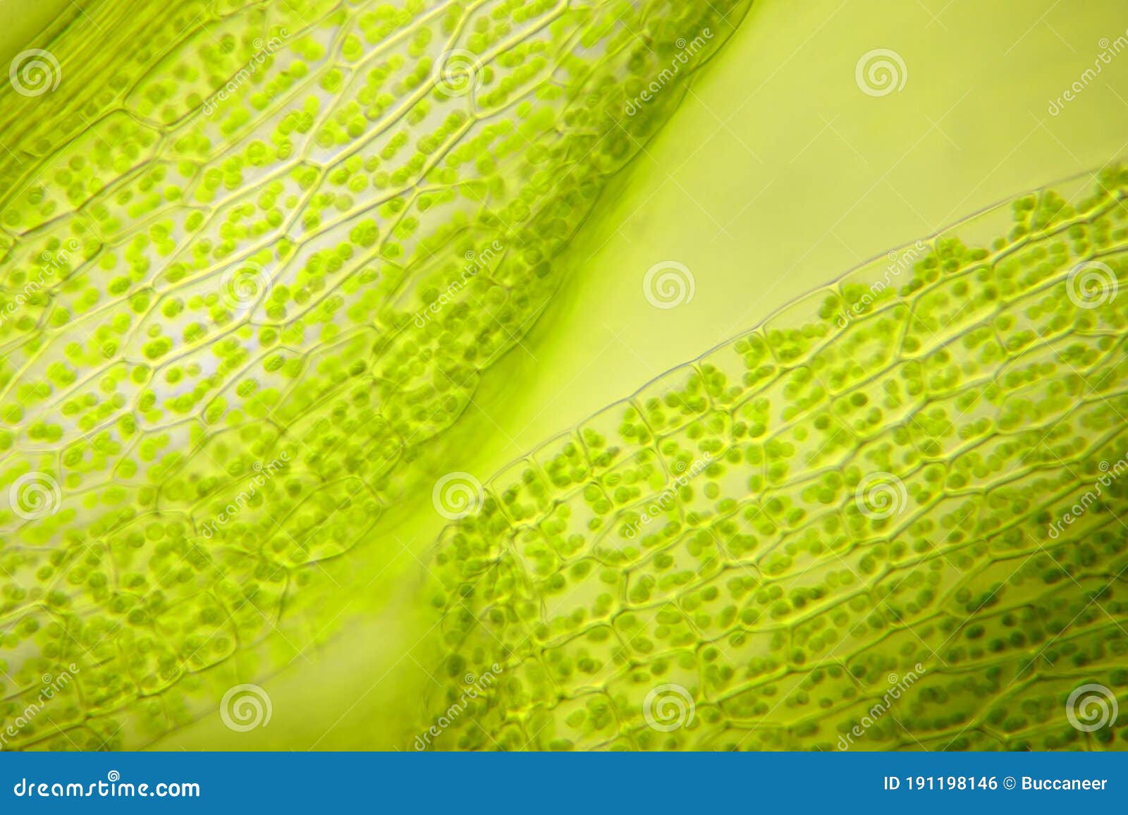 Microscopic view of moss. stock photo. Image of botany - 191198146