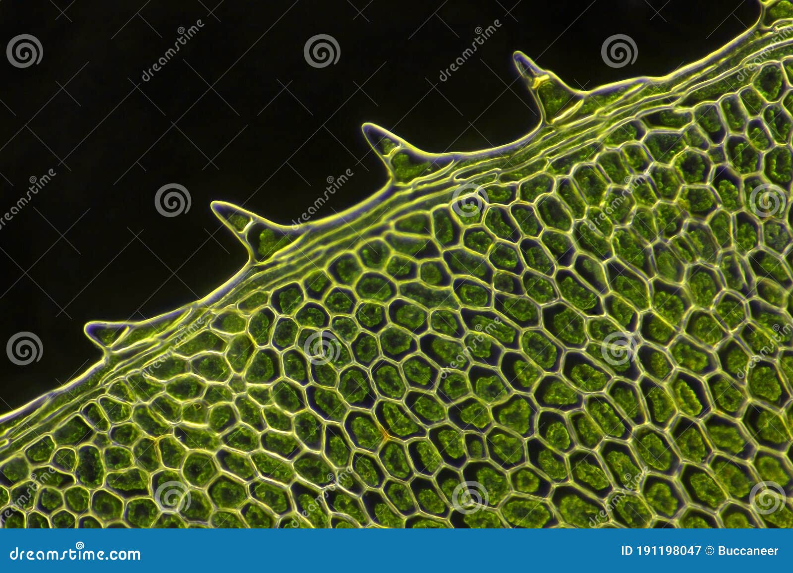 Microscopic View Of Moss Leaf Plagiomnium Affine Stock Image ... Microscopic View Of Moss Leaf Plagiomnium Affine Stock Image ...