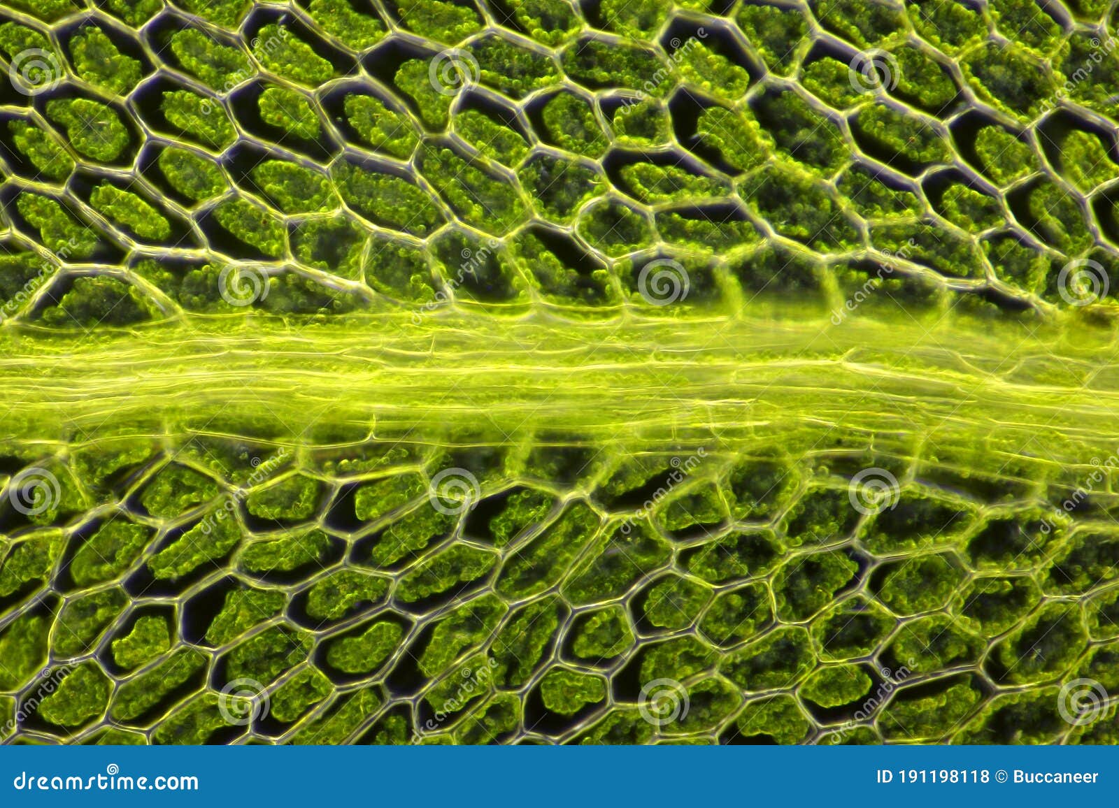 Microscopic View of Moss Leaf Plagiomnium Affine Stock Photo - Image of ... Microscopic View of Moss Leaf Plagiomnium Affine Stock Photo - Image of ...