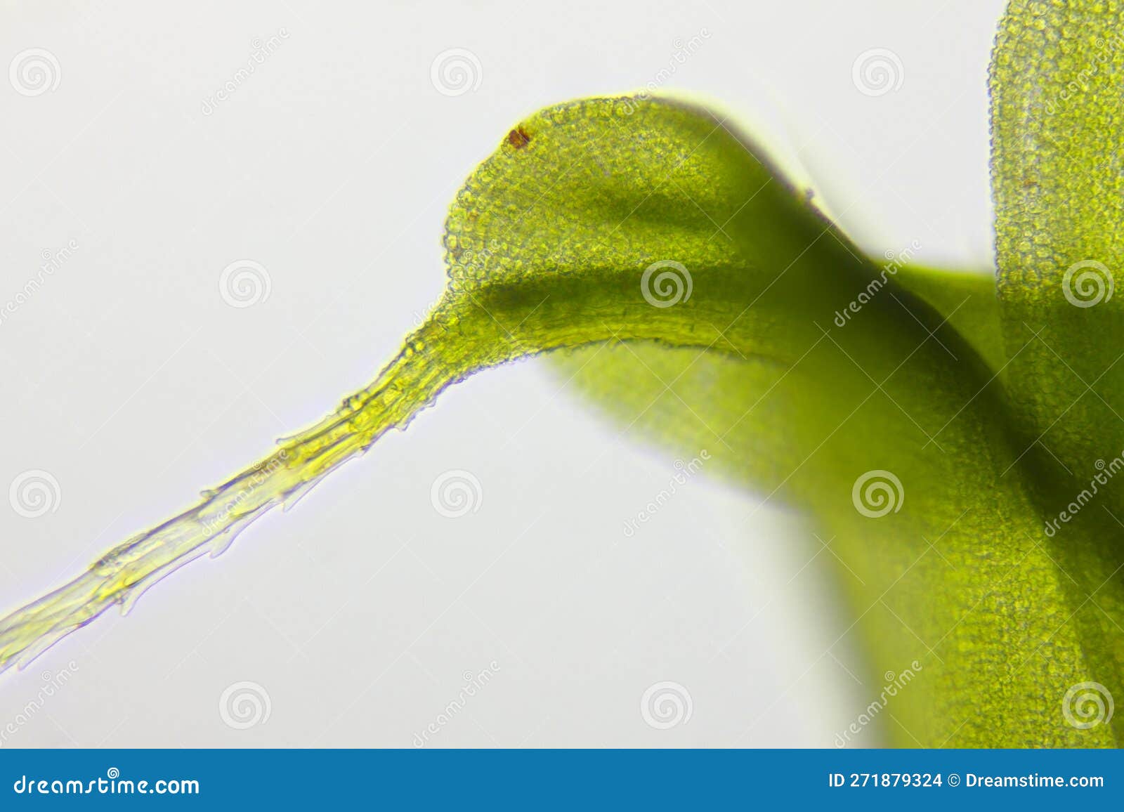 Microscopic View of Moss Leaf Tip Stock Photo - Image of educational ... Microscopic View of Moss Leaf Tip Stock Photo - Image of educational ...