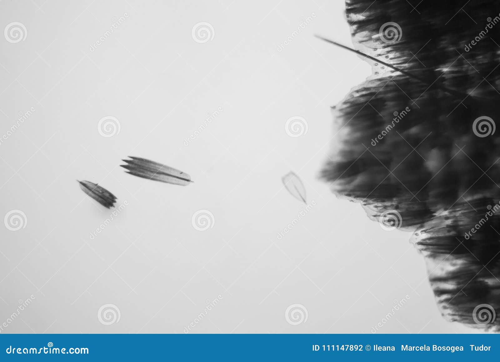 Microscopic View of Moth Wing Stock Photo - Image of detail, animal ...