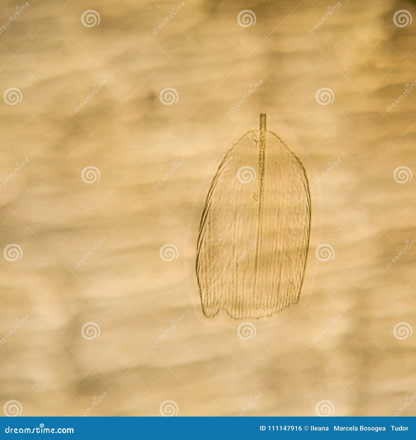 Microscopic View of Moth Wing Stock Photo - Image of light, focus ...
