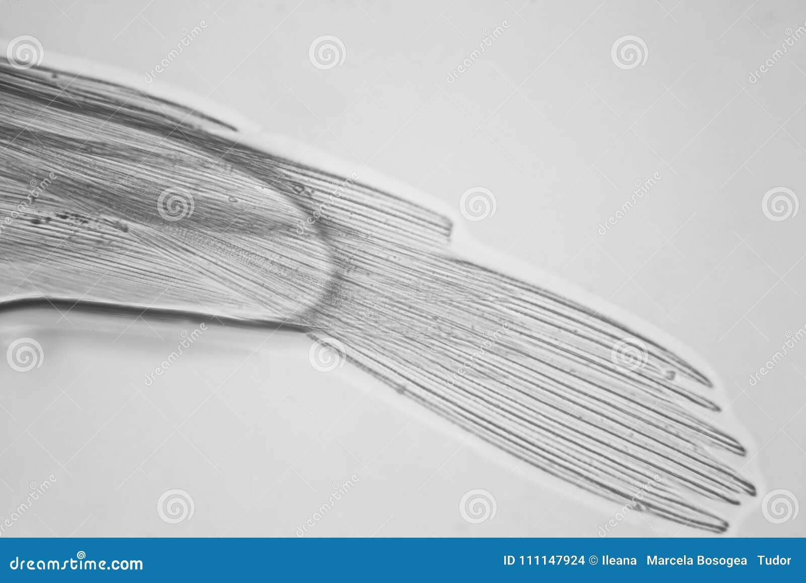 Microscopic View of Moth Wing Stock Photo - Image of focus, moth: 111147924